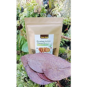 Pufa SIAM Shop Premium Indian Almond Leaves Medium Catappa for Betta Fish & Shrimps|Best Betta Fish / Shrimp Leaves |Indian Catappa Almonds Naturally sourced Almond Leaves Help Boost immunity50 g.
