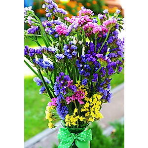 CEMEHA SEEDS - Seeds Wavyleaf Sea Lavender Statice Limonium Mix Annual Flowers for Planting