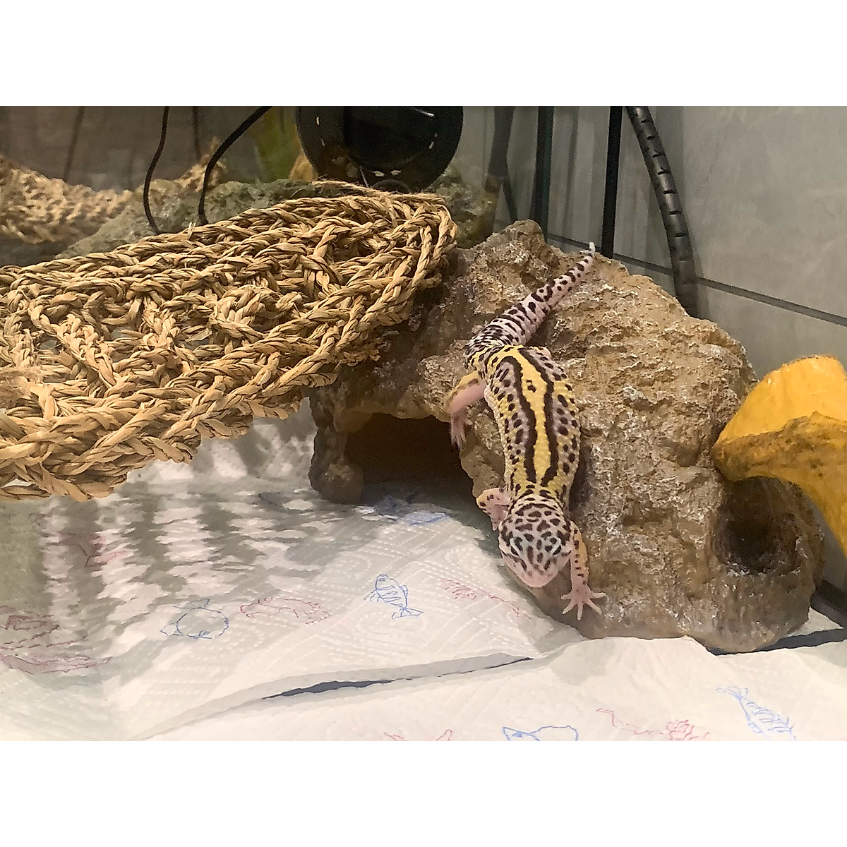 AWXZOM Reptile hideouts Come with Dinosaur Skull Hideout, Reptile Rock Reptile Cave Hideout Habitat Decor Ornament Shelter for Snake Geckos Lizards Bearded Dragon Turtle Snake Amphibians (Middle)