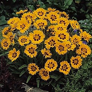 Largeflower Tickseed-Brilliant Golden Blooms Large and Very Showy (25 - Seeds)