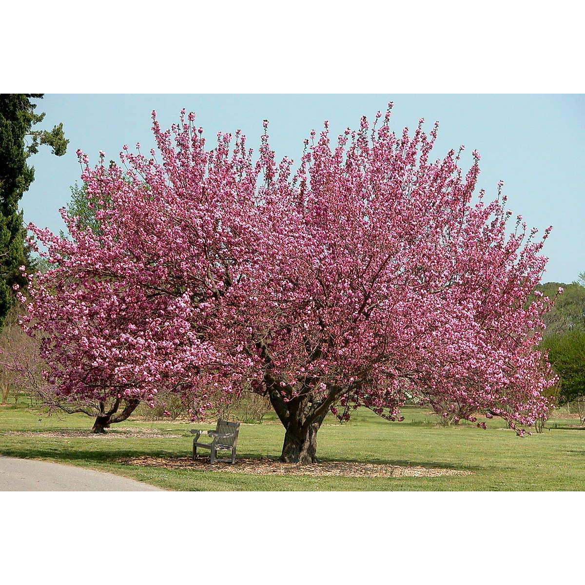 Okame Cherry Blossom Plant - Japanese Cherry Blossom Tree for Planting (6''-10'' Tall) - Not Ship AZ, CA