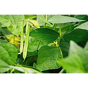 Roma II Italian Bush Bean Seeds for Planting, 30+ Heirloom Seeds Per Packet, (Isla's Garden Seeds), Non GMO Seeds, Botanical Name: Phaseolus vulgaris, Great Home Garden Gift