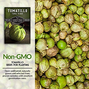 Survival Garden Seeds - Toma Verde Tomatillo Seed for Planting - Packet with Instructions to Plant and Grow Green Salsa Vegetables in Your Home Vegetable Garden - Non-GMO Heirloom Variety