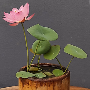 12+ Pcs Bonsai Bowl Lotus Seeds, Water Lily Flower Plant Seed Flowering Aquatic Fresh Garden Seeds for Pond Home Planting Ornamental(Mixed Color)