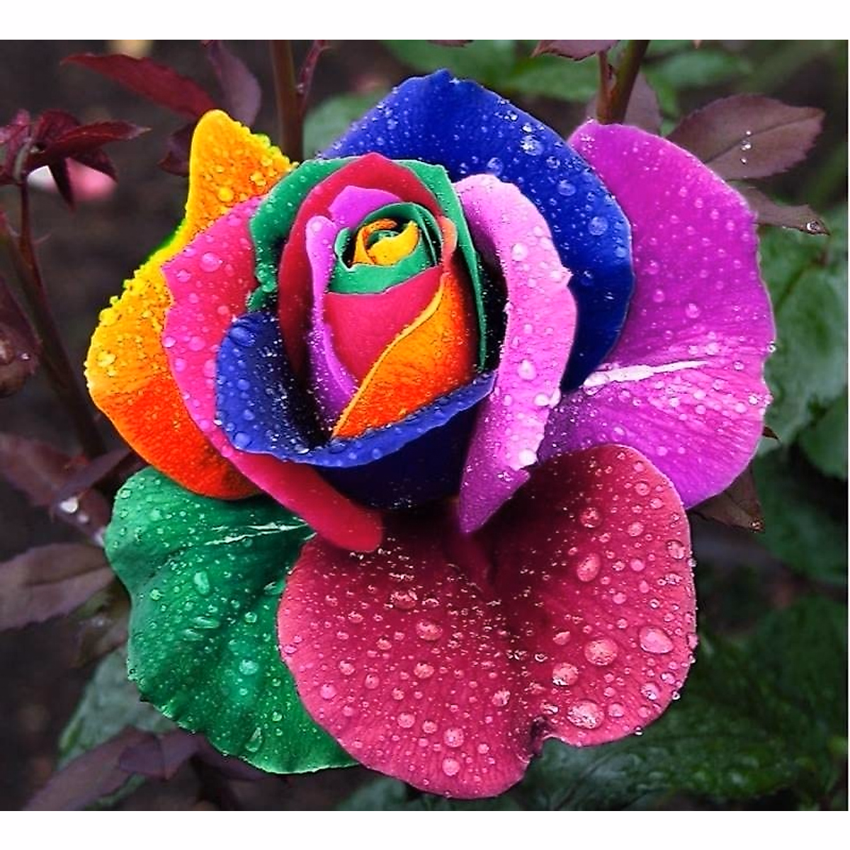 SeedCoast Rainbow Rose Seeds for Planting - Rare Rose Bushes Ready to Plant Outdoor Home Garden - Heirloom Perennial Climbing Rose Flower Bulk of 100 Seeds