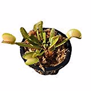 Adult Sized Venus Flytrap - Fly Trap - (Dionaea Muscipula) Carnivorous Plant 3 inch Pot