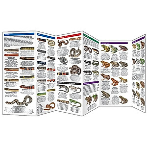 Florida Reptiles & Amphibians: A Folding Pocket Guide to Familiar Species of Florida & the Everglades (Nature Observation North America)