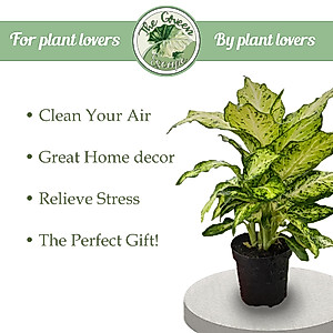 Monstera Thai Constellation Starter Plant