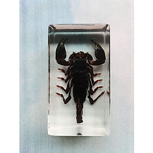 Real Giant Forest Scorpion Insect Specimens In Resin Paperweight Crafts, Animal Taxidermy Collection for Science Education & Desk Ornament (Giant Forest Scorpion)