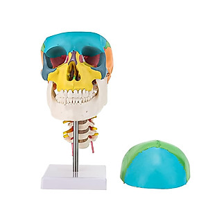 MIIRR Human Skull and Cervical Spine Model Life Size, Color Skull with Cervical Spine Anatomical Model, Medical Teaching Display Model
