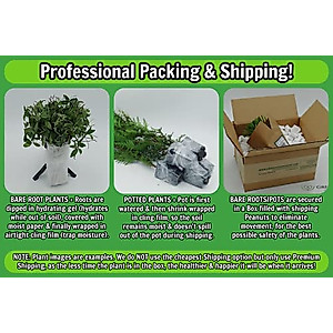 Greenwood Nursery: Live Shrub Plants - Judd Viburnum - [Qty: 2X 2.5 Pots] - (Click for Other Available Plants/Quantities)