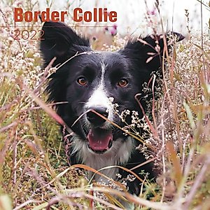 2023 2024 Border Collie Calendar - Dog Breed Monthly Wall Calendar - 12 x 24 Open - Thick No-Bleed Paper - Giftable - Academic Teacher's Planner Calendar Organizing & Planning - Made in USA