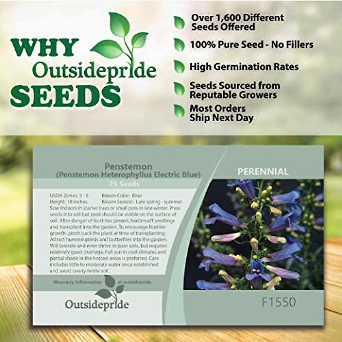 Outsidepride Perennial Penstemon Electric Blue Garden Flowers Attracting Butterflies & Hummingbirds - 25 Seeds