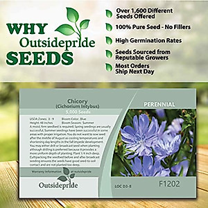 Outsidepride Perennial Chicory Drought Tolerant Wild Flower & Forage Plants - 5000 Seeds