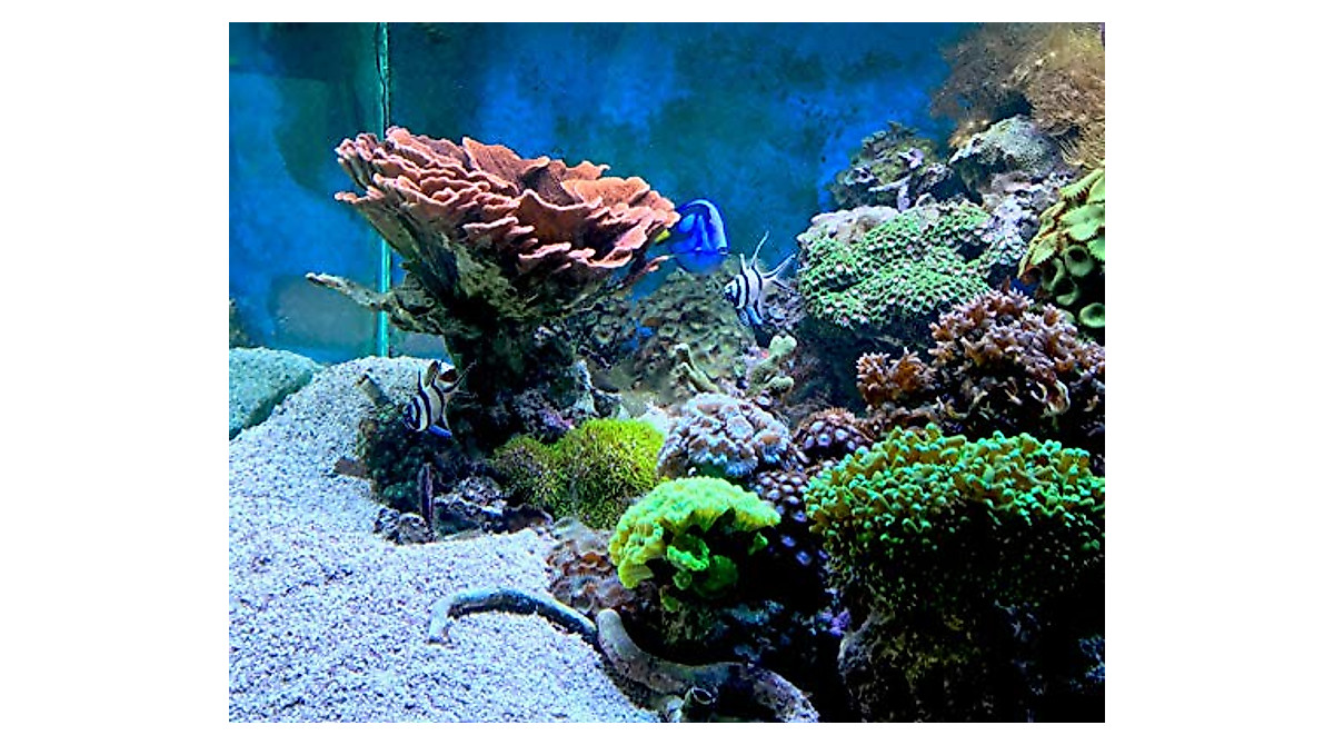 SeaGel 100 mL - Advanced Aquarium Filtration Solution