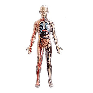 Anatomy Model Skeleton Model Human Model Human Internal Organs Organs Model Neurovascular Teaching Anatomy Model Removerable Human Torso Anatomy Model