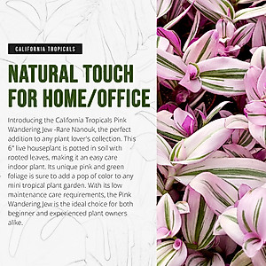 California Tropicals Pink Tradescantia - Rare Nanouk - Live Houseplant Potted in Soil with Rooted Leaves - Easy Care Indoor Outdoor Plant, Mini Tiny Tropical Plant Garden, 6 inch Pot