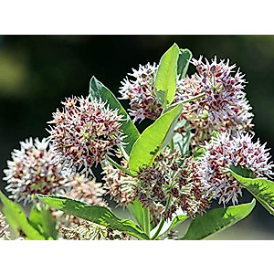 Sow Right Seeds Showy Milkweed Seeds; Attract Monarch and Other Butterflies to Your Garden; Non-GMO Heirloom Seeds; Full Instructions for Planting, Wonderful Gardening Gift (4)