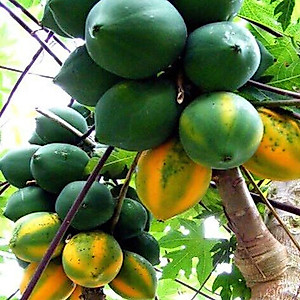 KVITER 20 "Dwarf Solo WAIMANALO Tree Seeds - Carica Papaya - Fast Fruit Houseplant - Organic Fruit Tree Seeds Fast Indoor Houseplant