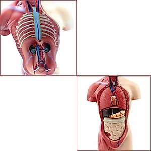 Human Torso Body Anatomy Model - 11 inch, 15 Parts Organ Structure Model for School Medical Education