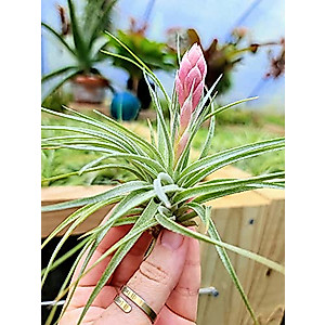 Large Air Plants - 1 Hybrid No. 1-4 to 6 Inch Air Plant - Color & Form Varies by Season - 30 Day Guarantee on Tillandsia from The Drunken Gnome (1, One Size 4-6")