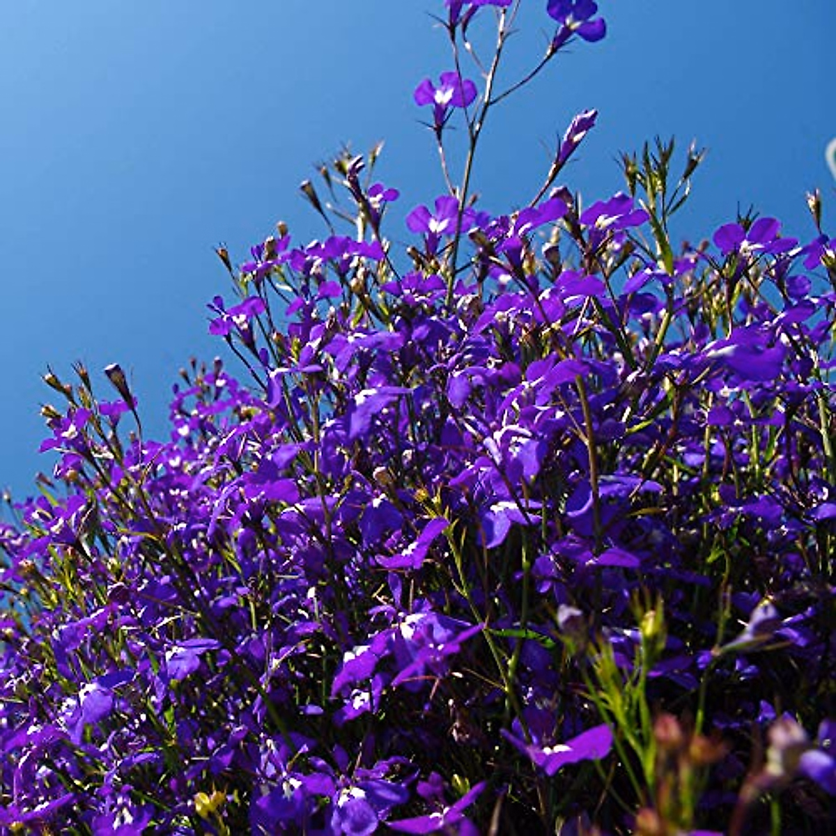 Outsidepride Lobelia Mrs. Clibran for Edging Borders, Rock Gardens, Hanging Baskets, Window Boxes, & Ground Cover - 10000 Seeds