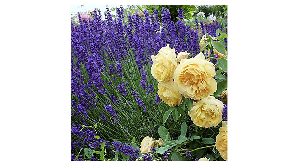 Buy True Lavender Seeds - Aromatic English Herb Plant