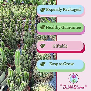 BubbleBlooms Fairy Castle Cactus, Acanthocereus Tetragonus, Night-Blooming Cereus, Triangle Cactus, 4 inch Pot