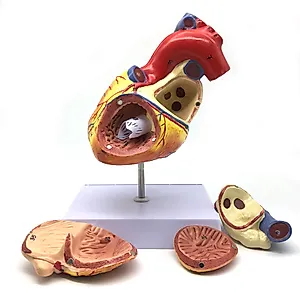 XINDAM 2X Enlarged Human Heart Anatomical Model,Anatomically Accurate Heart Model Human Skeleton Anatomy for Science Classroom Study Display Teaching Medical Model