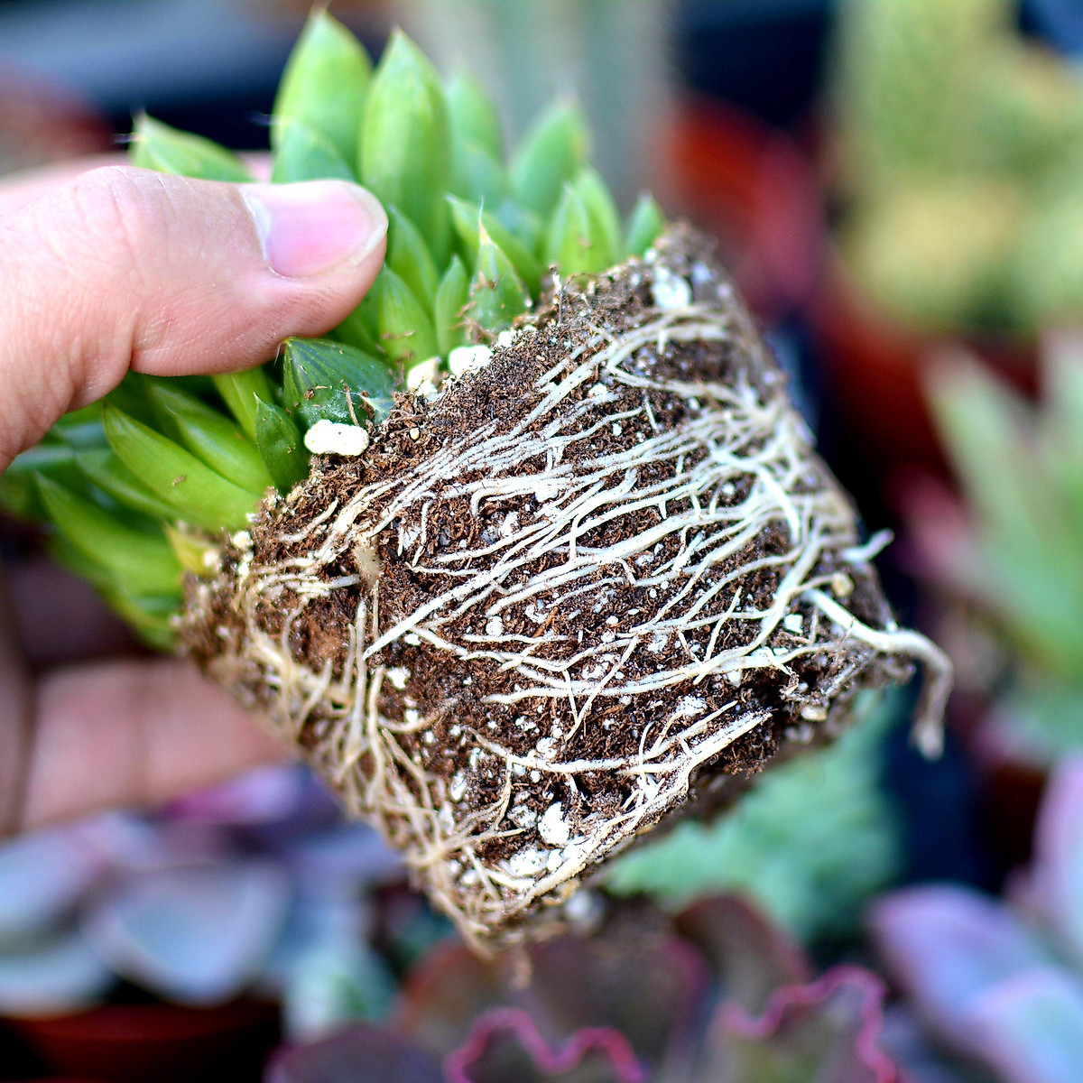 Organic Potting Soil, Cactus and Succulent Soil Mix, Professional Grower Mix Soil, Fast Draining Pre-Mixed Coarse Blend (2 Quarts)