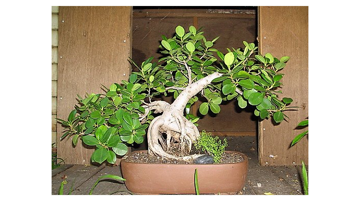 Chinese Banyan Tree - Beautiful Indoor Ficus & Bonsai Tree