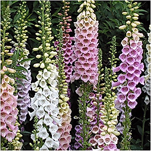 Seed Needs, Mixed Gloxiniaeflora Foxglove Seeds - 5,000 Seeds for Planting Digitalis purpurea - Open Pollinated, Attracts Pollinators & Hummingbirds (1 Pack)