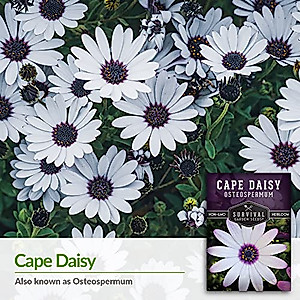 Survival Garden Seeds - Cape Daisy Seed for Planting - Packet with Instructions to Plant and Grow Beautiful White and Purple Osteospermum in Your Home Flower Garden - Non-GMO Heirloom Variety