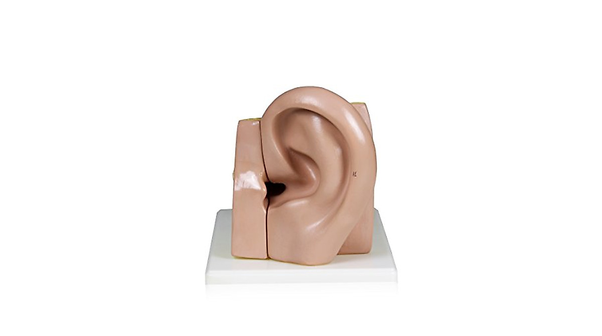 Parco Scientific 4X Ear Model - Educational Anatomy Tool
