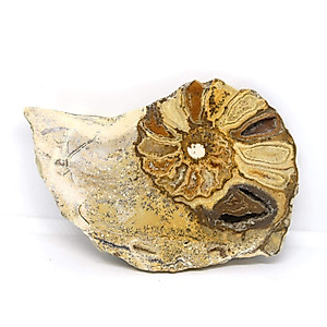 Ammonite Acanthoceras Split Polished Fossil Texas 96 MYO w/Label #16254 29o