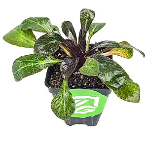 Cardinal Flower Live Plant - Lobelia cardinalis by Wellspring Gardens - Versatile Starter Plant - Hummingbird Flower - Red Lobelia - Red Cardinal Lobelia - Ideal Flowering Plant for Your Garden