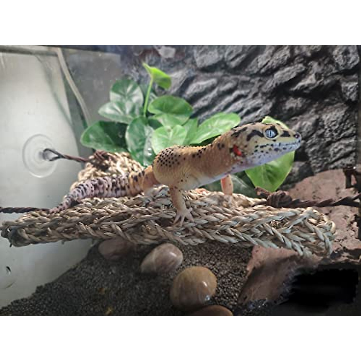 2 Pack Reptile Lizard Bearded Dragon Hammock,Reptile Lounger,100% Natural Grass Fibers Hammock Bed for Bearded Dragons, Geckos, Iguanas, Hermit Crabs (Triangular + Rectangle)