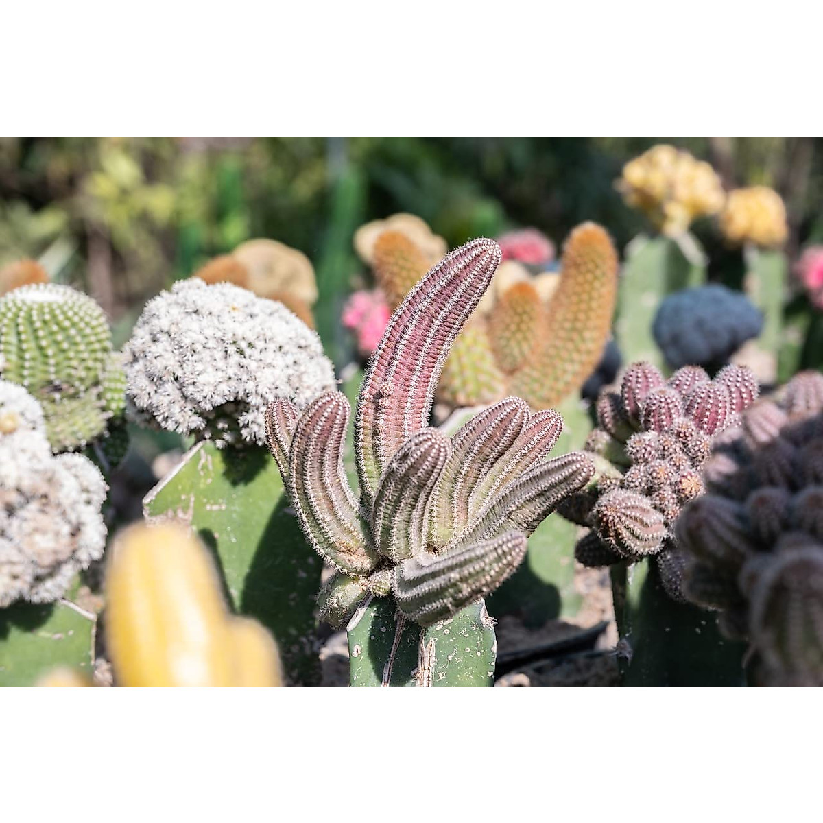 HADIZ Stainless Steel Garden Tweezer Two Piece Set with Curved Tip Tweezers for Cactus and Succulents Gardening