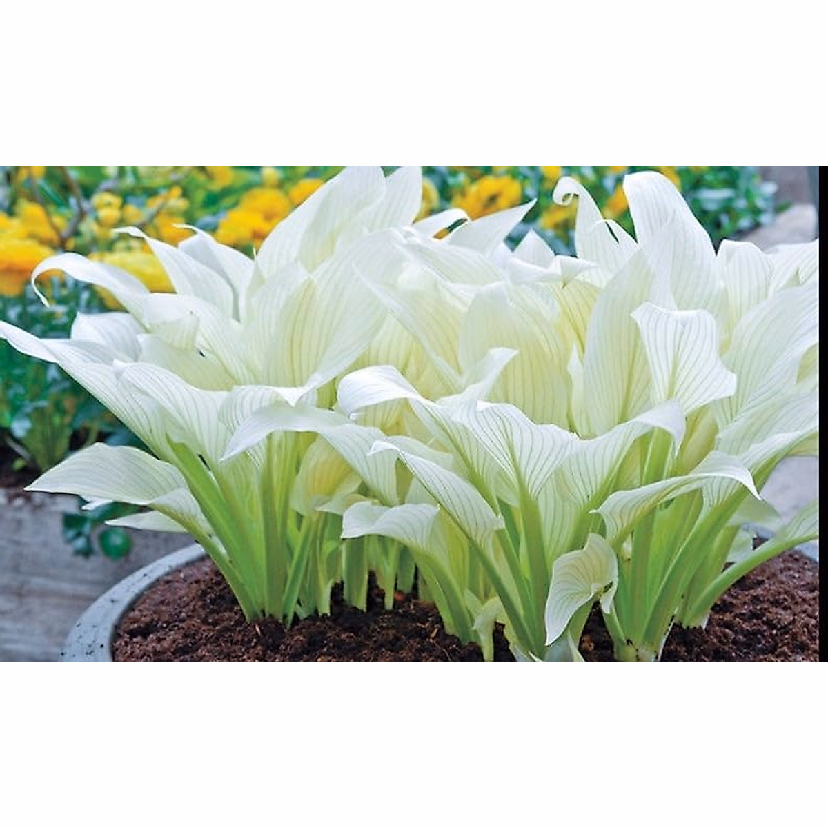 Amazing Deal - 24 Hosta Bare Roots Plants w/Planting Shovel - Mixed Heart-Shaped, Rich Green Foliage, Attracts Butterflies, Hummingbirds & Pollinators, Low Maintenance & Extremely Hardy - Zones 3–9