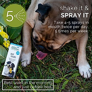 Siddha Remedies Oral Health for Pets | Cat Dog Oral Care for Toothache Decay | Breath Spray for Bad Breath, Healthy Gums Dogs Tooth Care | 100% Natural Homeopathic Remedy Cell Salts Flower Essences