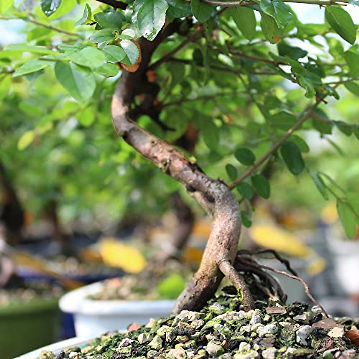 Brussel's Bonsai Live Chinese Sweet Plum Indoor Bonsai Tree - 5 Years Old 6" to 10" Tall with Decorative Container,