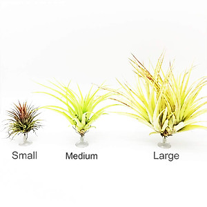 Tillandsiart 10 Pack Vertical Air Plant Holder (Suction Cup, Stainless Steel Tillandsia Air Plant Planter) A Unique Set of Air Plant Containers for Creating Tillandsia Art Display on Window. (Small)
