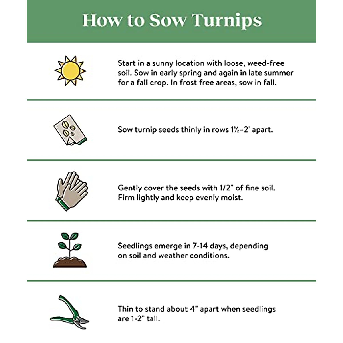 Burpee Purple Top White Globe Turnip Seeds 5000 seeds