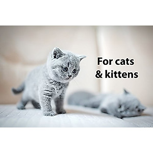 DrFormulas Nexabiotic Probiotics for Cats Powder | Treats Diarrhea for Pets with Saccharomyces Boulardii Lactobacillus Acidophilus, Best Probiotics Supplement for Digestive Health 30 Capsule