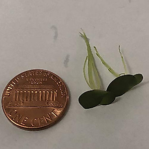 40+ Giant Duckweed (Spirodela polyrhiza) Live Floating Plants for Aquarium or Pond by TMDFishKeeping