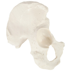 Axis Scientific Hip Bone Model | Left | Cast from a Real Human Coxal Bone l Hip Bone Model Has Realistic Texture and Important Bony Landmarks | Includes Product Manual