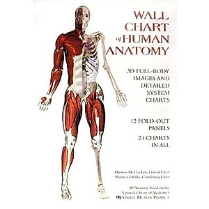Wall Chart of Human Anatomy