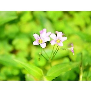 Green Shamrock Bulbs 15 Luck Oxalis Bulbs to Plant, Easy to Grow Indoors Outside The Novice Gardener's Choice