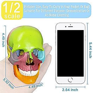HADWYN New Update Anatomy Skull Model,15-Parts Puzzle Colorful Medical Skull Model for Kids,Human Anatomy Exploded Skull Detachable Medical Dental Clinic Teaching Equipment,with Detailed Color Manual