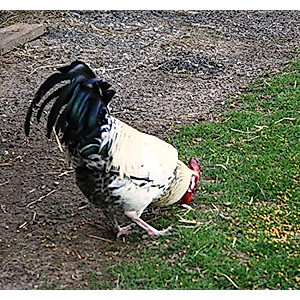 Farmers' Helper UltraKibble Food For Chickens, Turkeys, Peafowl, Guinea Fowl, Geese, Pheasants and Ducks, 28 Ounce, 6 Pack